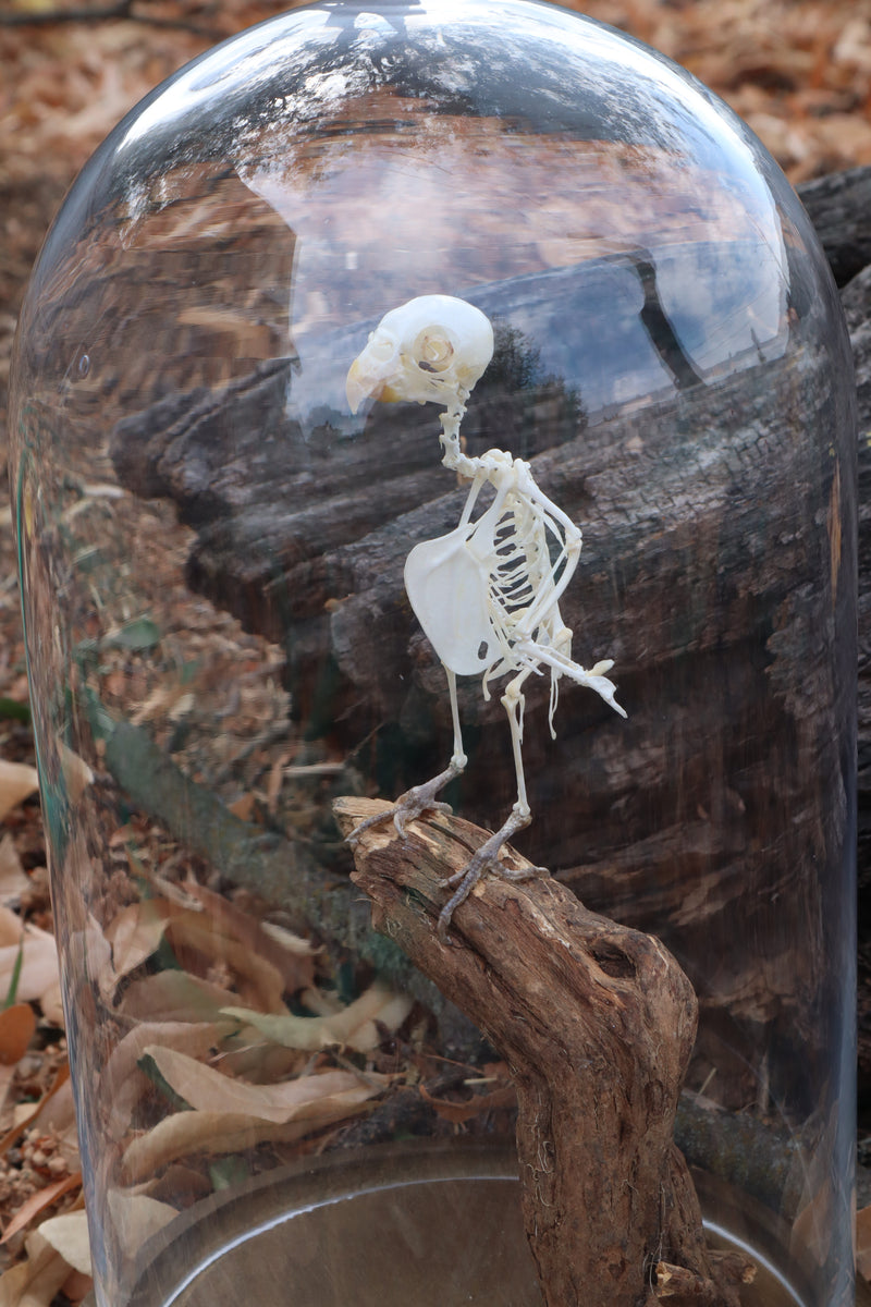 Articulated Parakeet Skeleton with Sclerotic Lenses – Freyja's Forest
