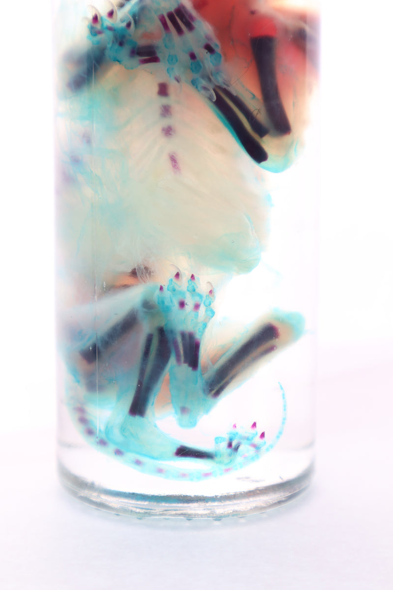 Diaphonized Fetal Kitten – Freyja's Forest