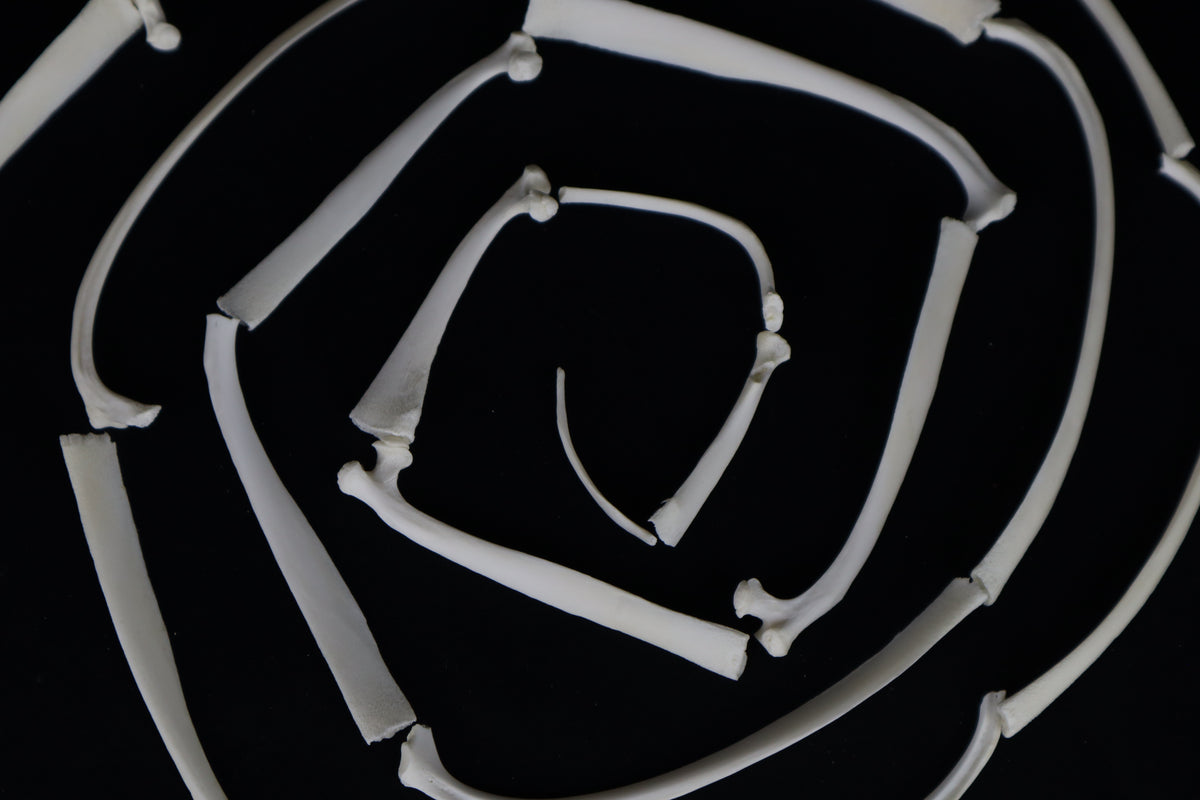 Whitetail Fawn Rib Bone Lot – Freyja's Forest