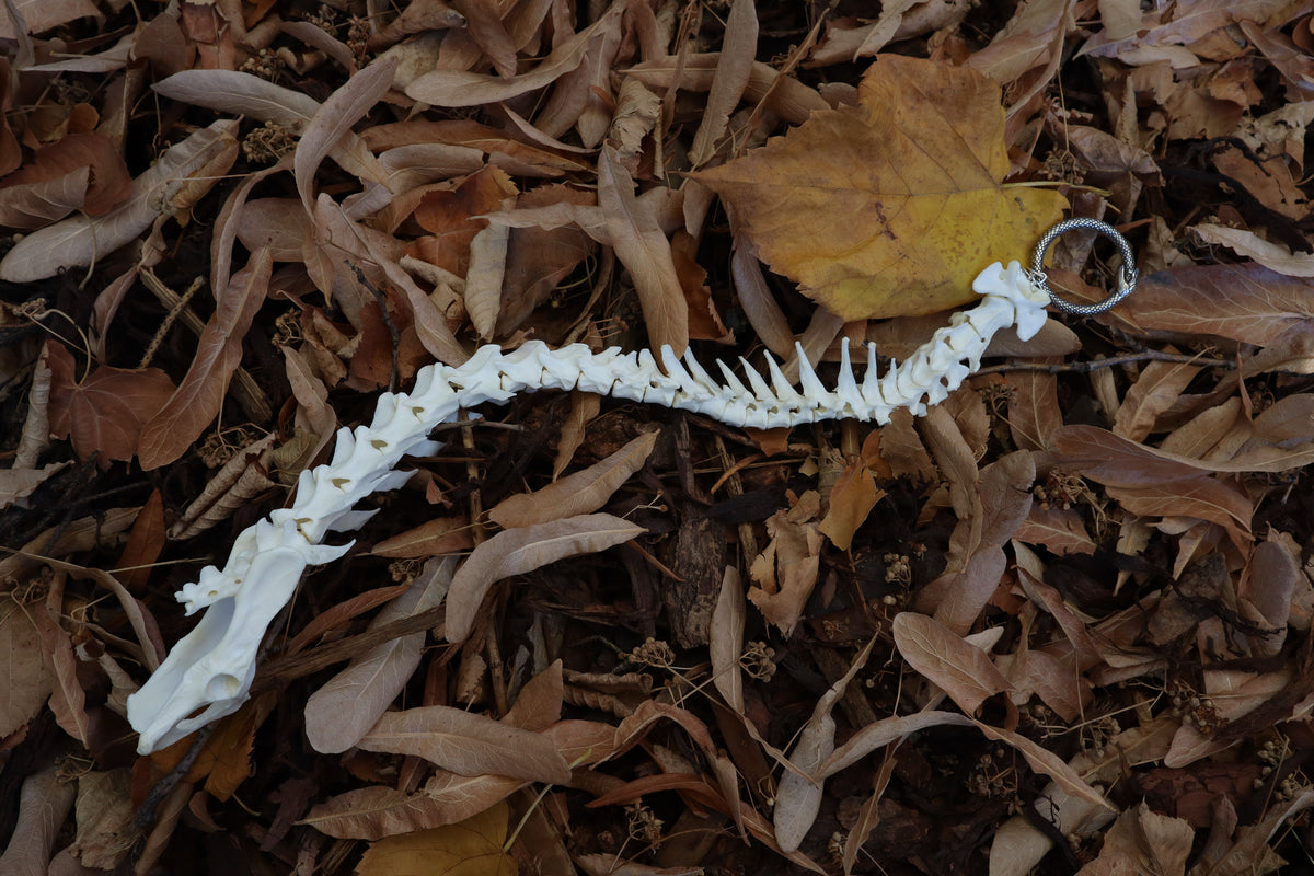 Domestic Cat Spinal Column Articulation – Freyja's Forest