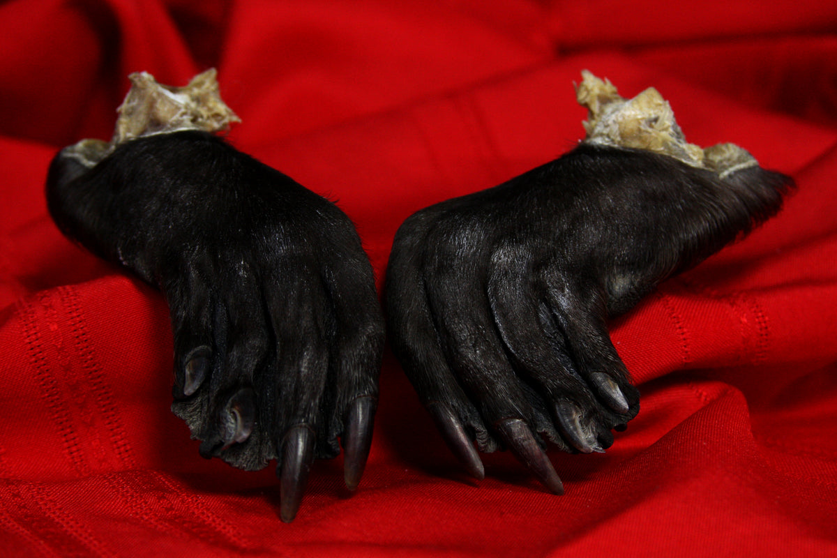 Beaver Feet – Freyja's Forest