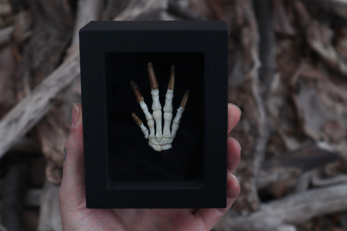 Beaver Paw Articulation – Freyja's Forest