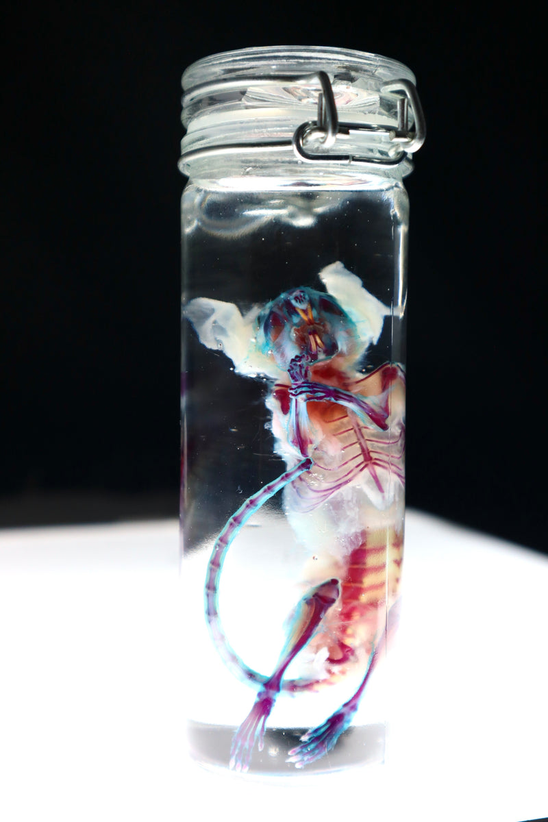 Diaphonized African Soft Fur Rat with Ears – Freyja's Forest