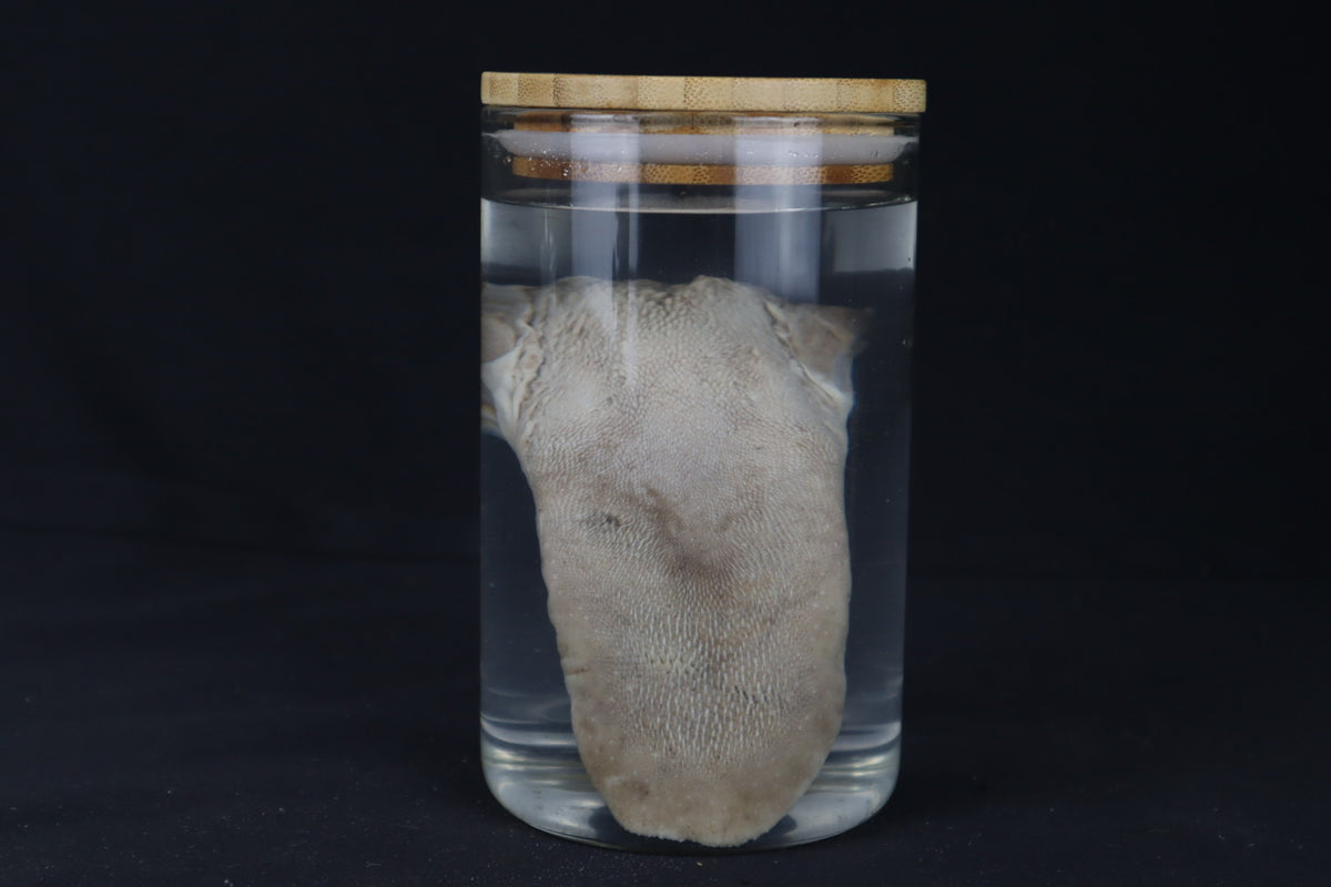 Mountain Lion Tongue Wet Specimen – Freyja's Forest