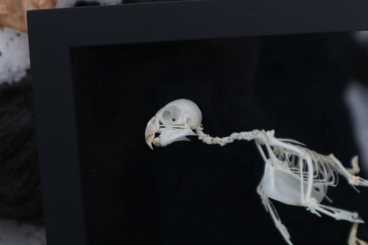Articulated Parakeet Skeleton – Freyja's Forest