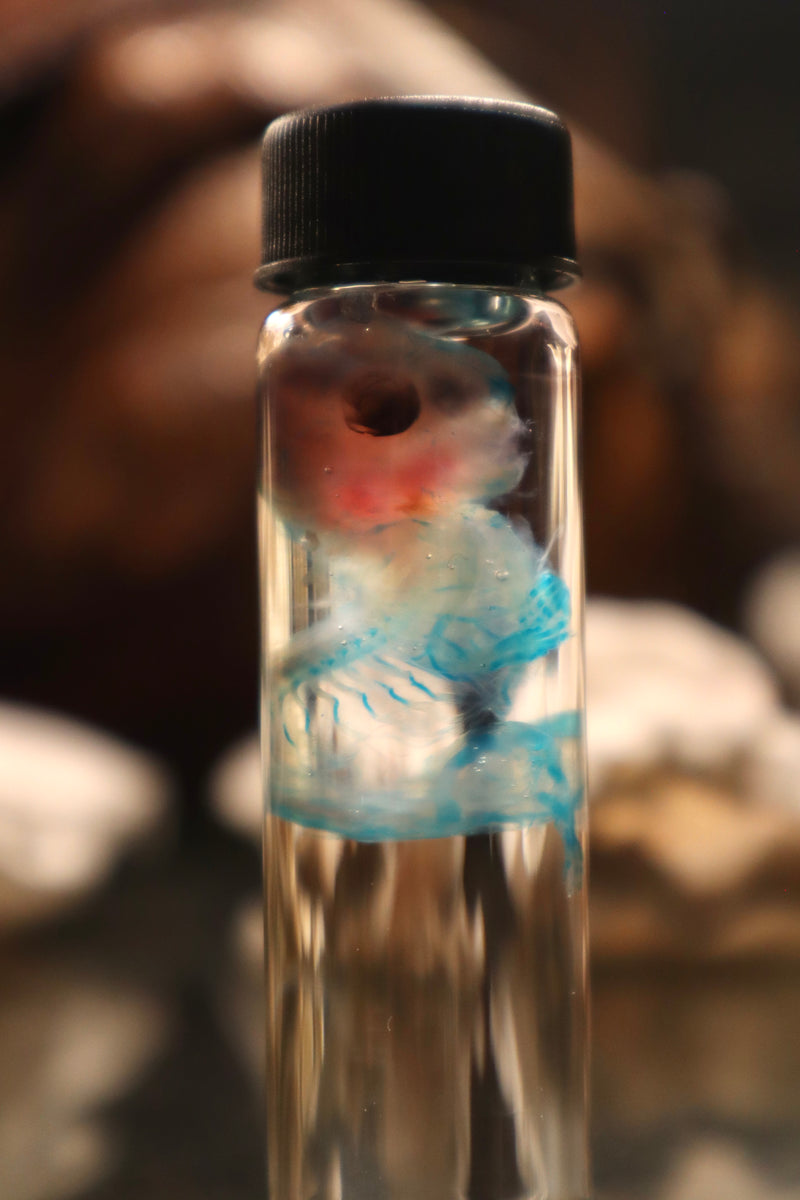 Diaphonized Fetal Cottontail Rabbit – Freyja's Forest