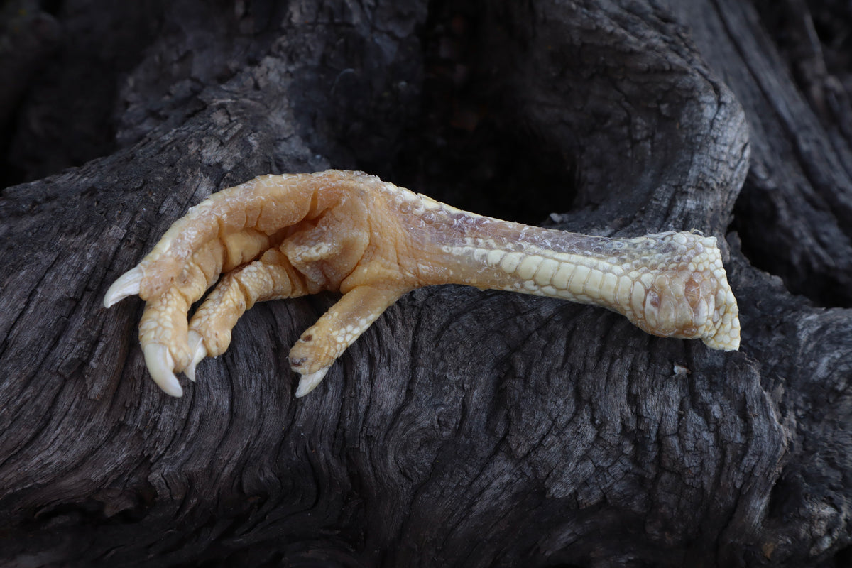 Dry Preserved Chicken Foot – Freyja's Forest