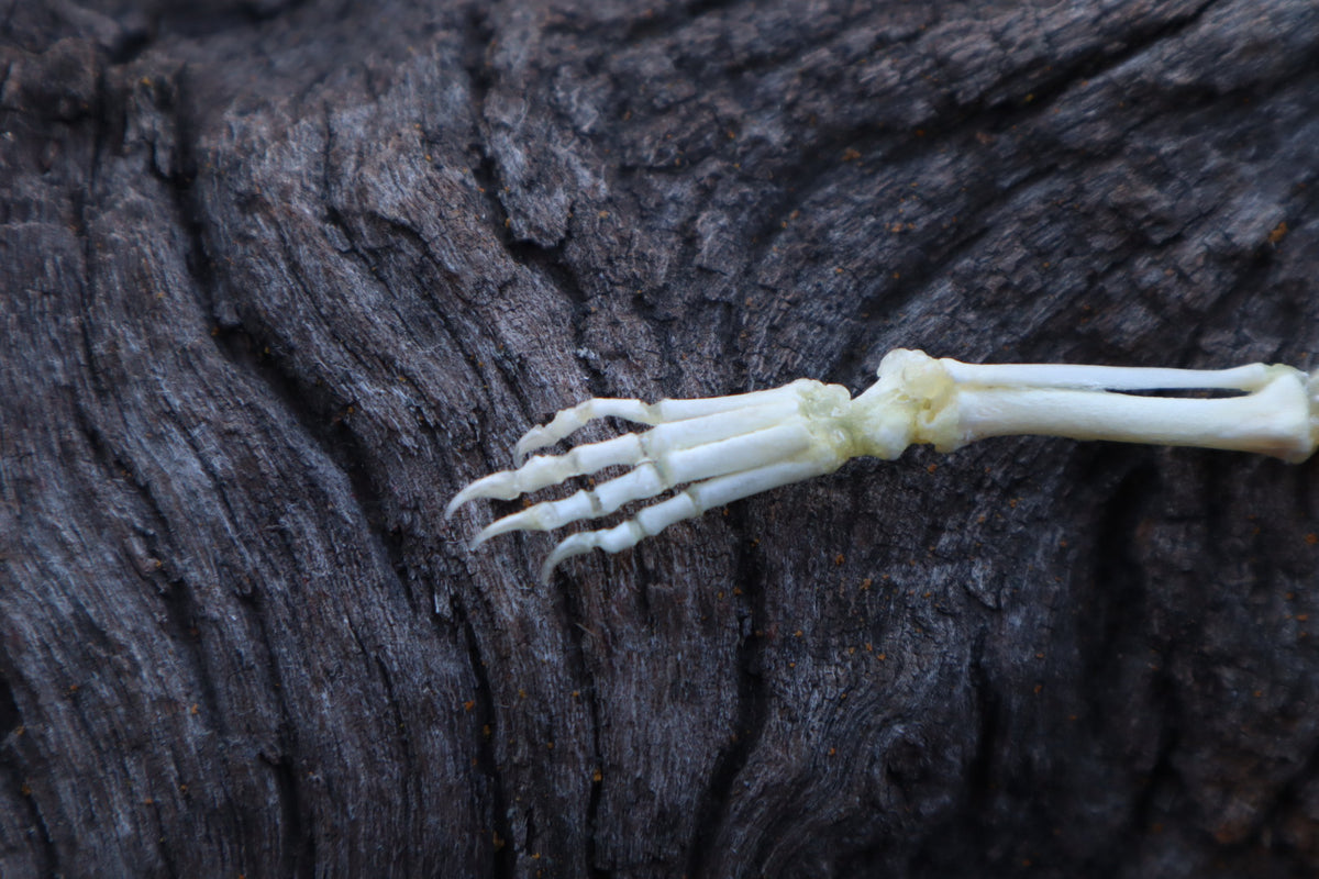 Stillborn Kitten Leg Articulation – Freyja's Forest