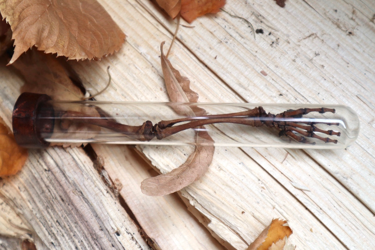 Juvenile Opossum Leg Articulation – Freyja's Forest