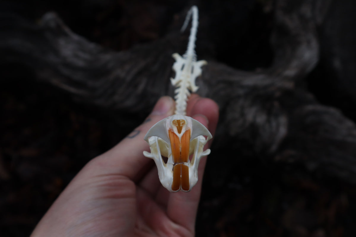 Reserved for Amanda - Gopher Serpent Articulation – Freyja's Forest