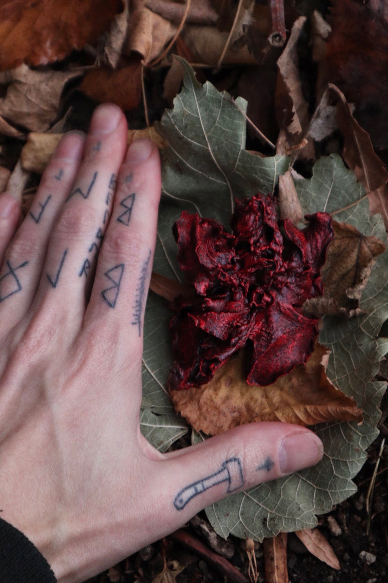 Dry Preserved Red Fox Lungs – Freyja's Forest